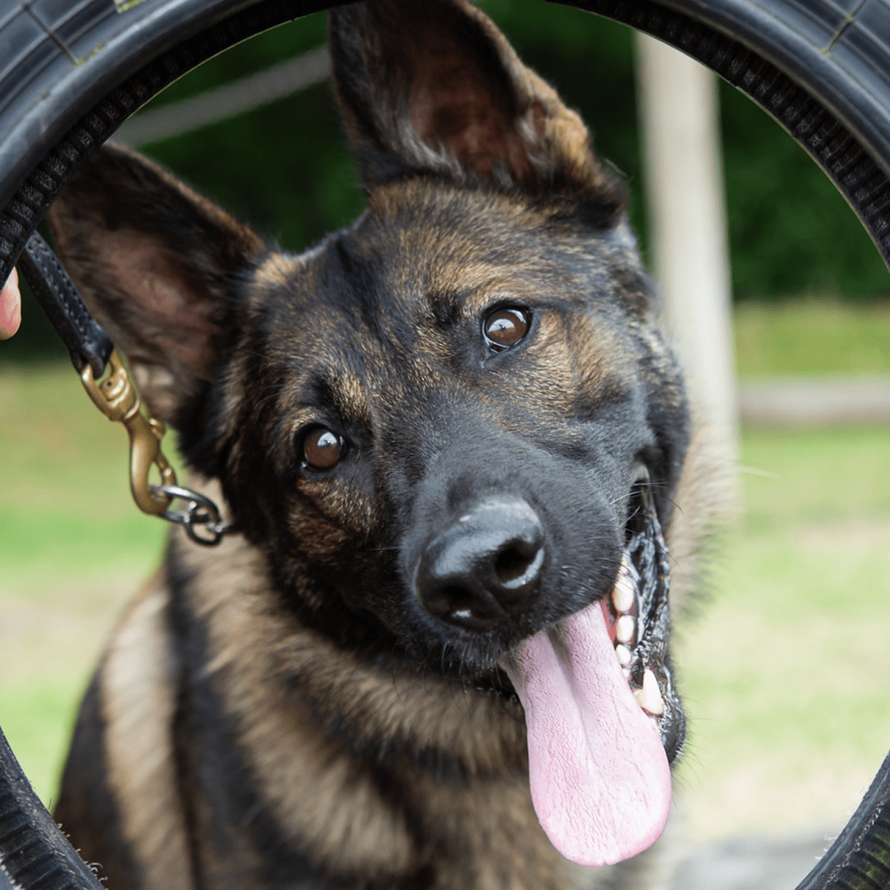 Get involved - NFRSA