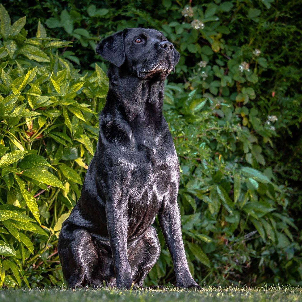 Get involved - NFRSA