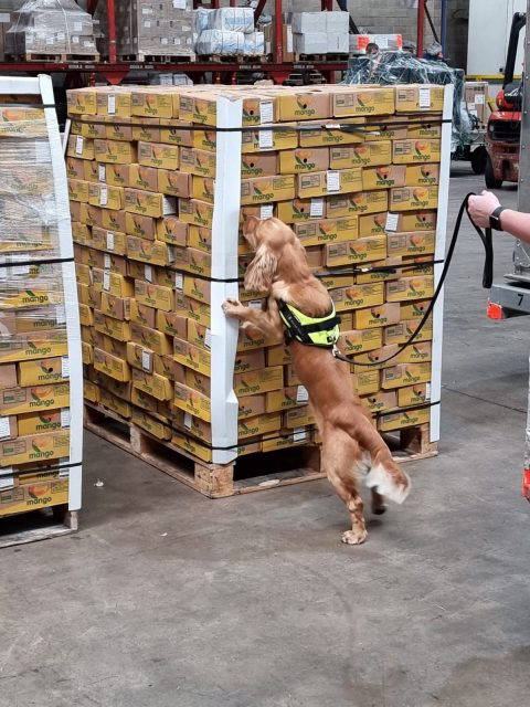 Border Force Dogs - NFRSA