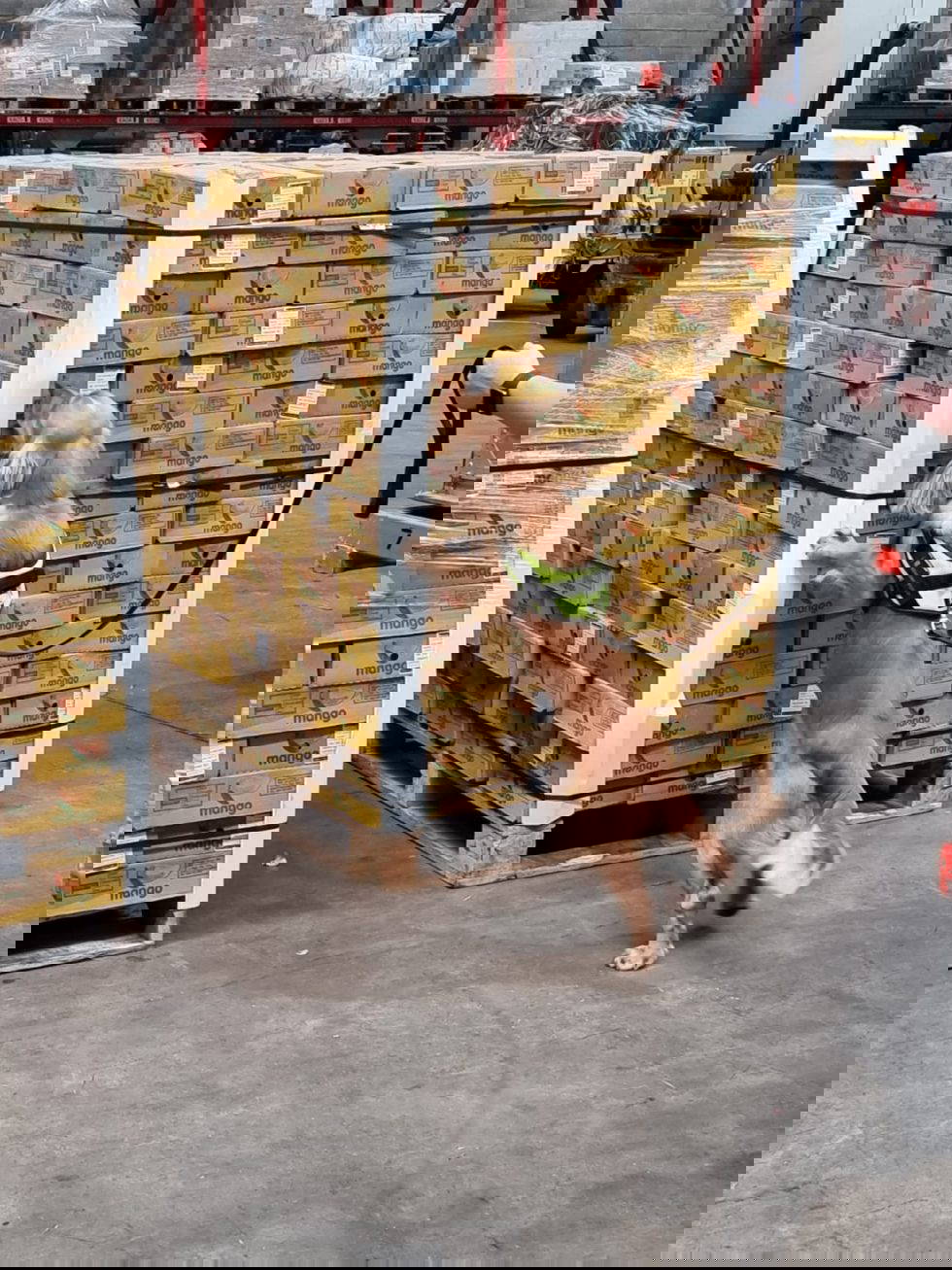 Border Force Dogs - NFRSA