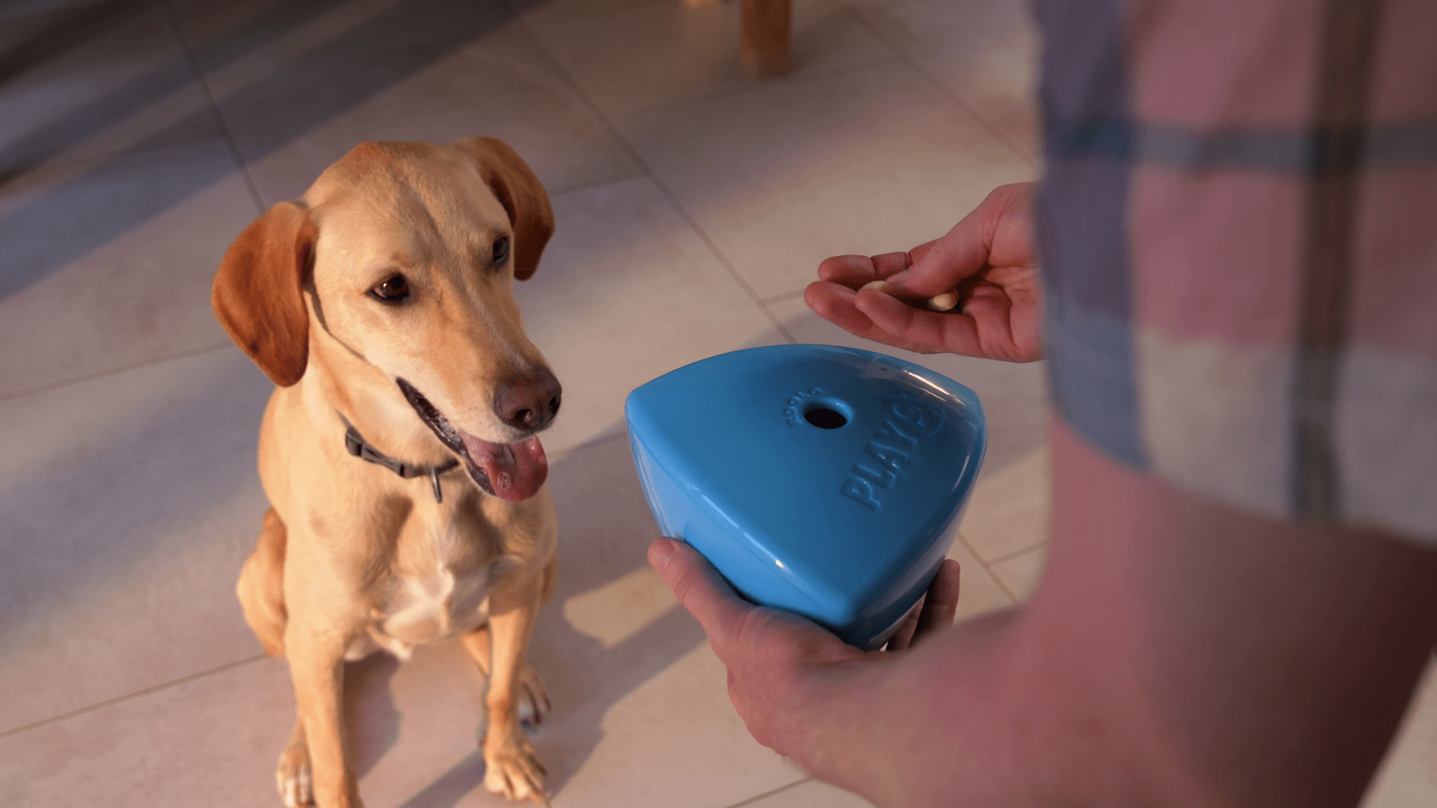 Roolo® - The Ultimate Enrichment Toy - NFRSA