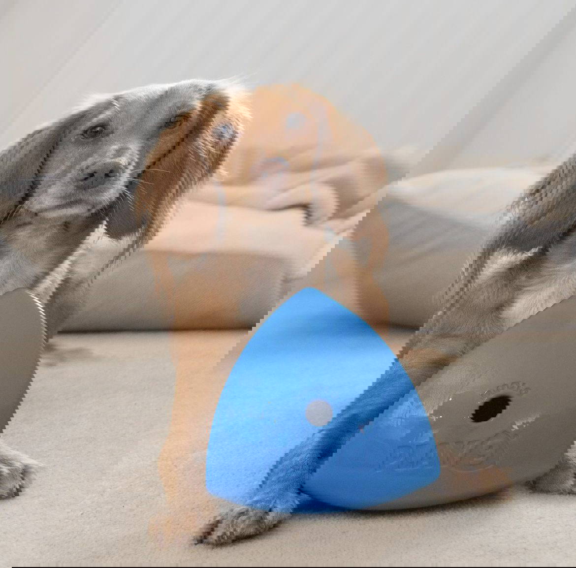 Roolo® - The Ultimate Enrichment Toy - NFRSA